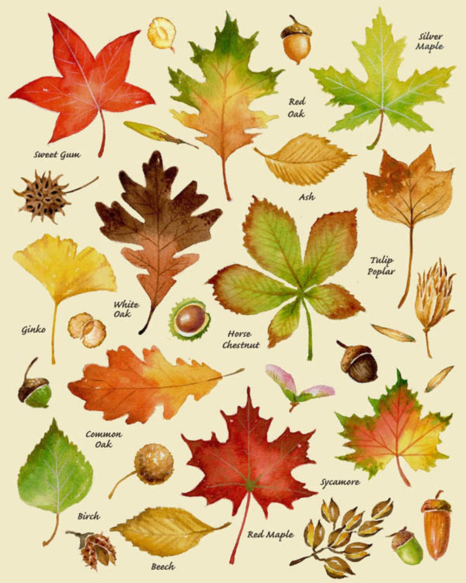 Printable Leaves Different Sizes Printable Leaves