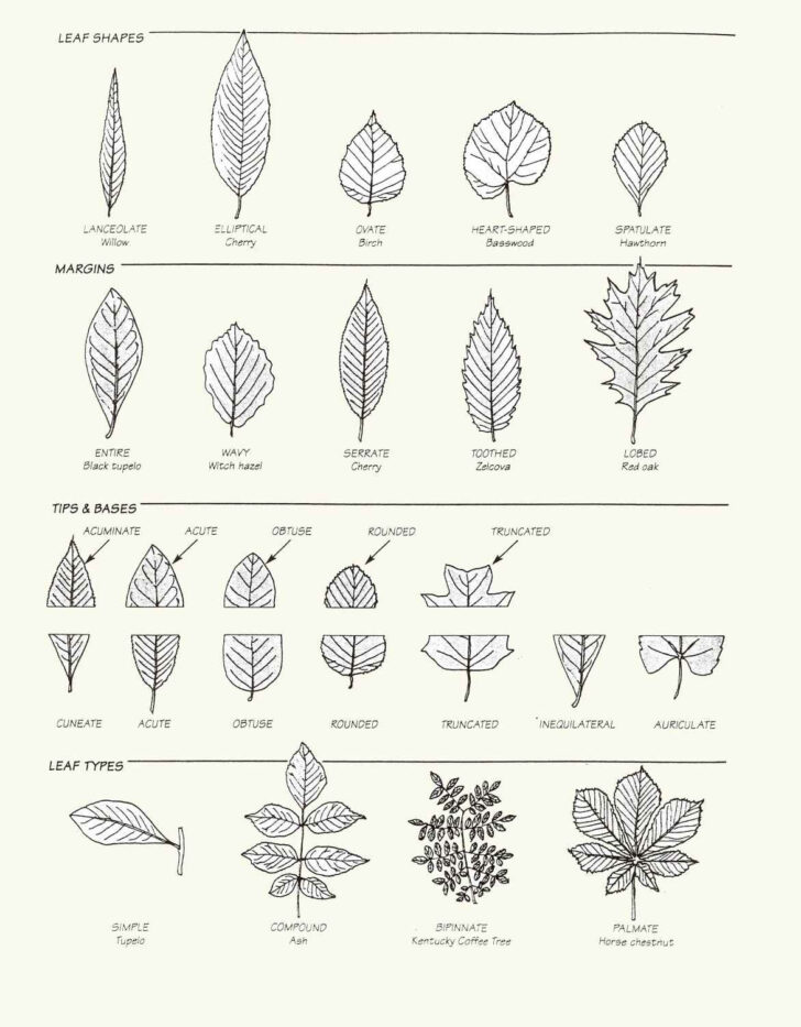 Leaf Identification Worksheet Worksheets For All NEO Coloring ...