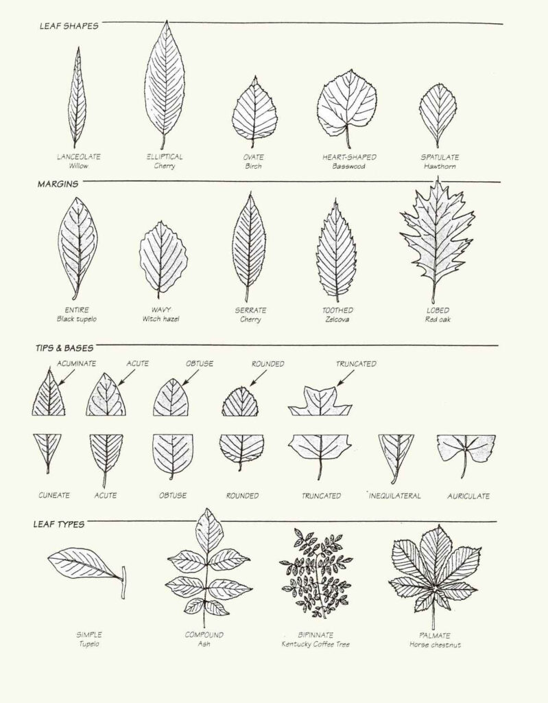 Leaf Identification Worksheet Worksheets For All NEO Coloring ...
