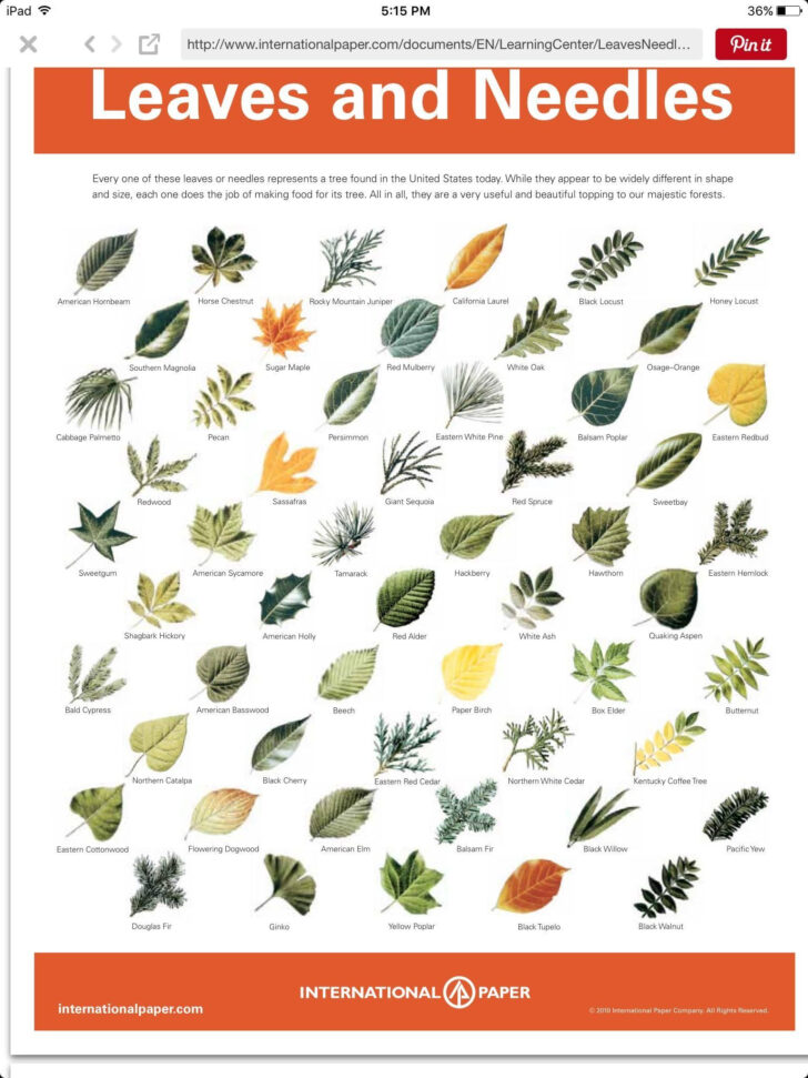 Printable Leaf Identification Chart Printable Word Searches | Printable ...